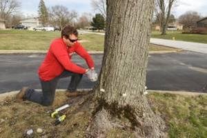 SMITTY’S TREE SERVICE - Updated October 2025 - 84 Photos & 61 Reviews ...