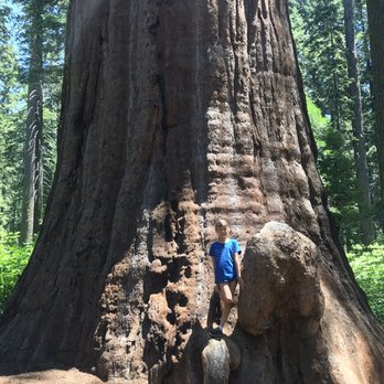 Calaveras Big Trees State Park - 690 Photos & 258 Reviews - Parks ...