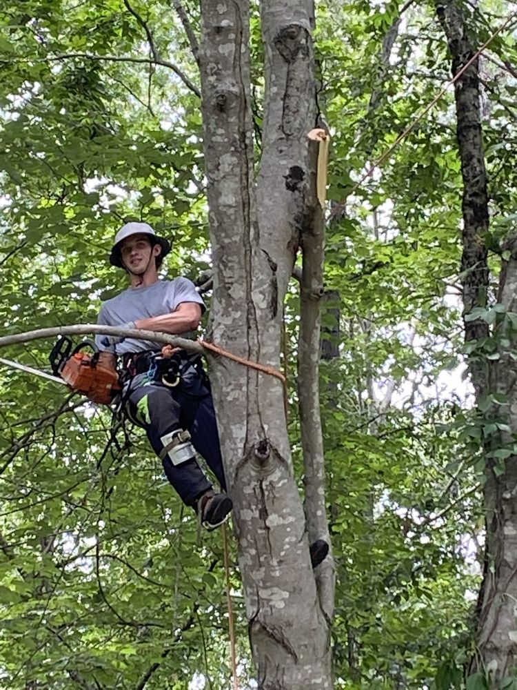 GOLIATH TREE SEVICES - Updated June 2024 - 14 Photos - Chattanooga ...