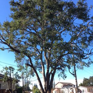 CAL TREE CARE - 58 Photos & 153 Reviews - Tree Services - Hayward, CA ...