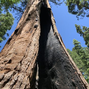Calaveras Big Trees State Park - 690 Photos & 258 Reviews - Parks ...