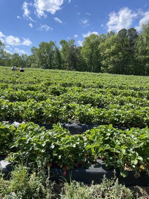 BUCKWHEAT FARM - Updated April 2026 - 32 Photos & 18 Reviews - 2700 ...