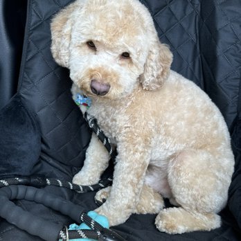 MOOCHI DOG SALON AND SUPPLY - Updated October 2025 - 253 Photos & 271 ...