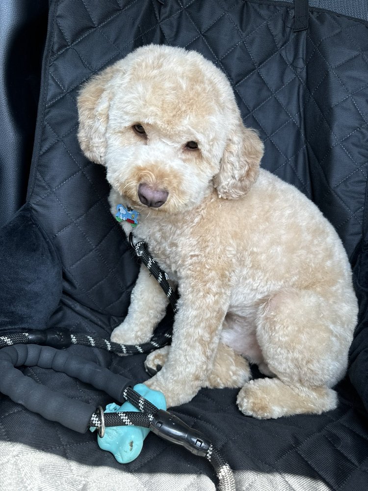 MOOCHI DOG SALON AND SUPPLY - Updated October 2025 - 253 Photos & 271 ...