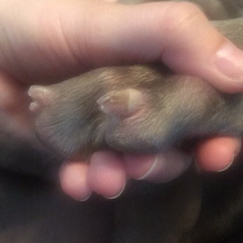 CHASIN’ TAILS - Updated October 2025 - 24 Photos & 17 Reviews - 2309 ...