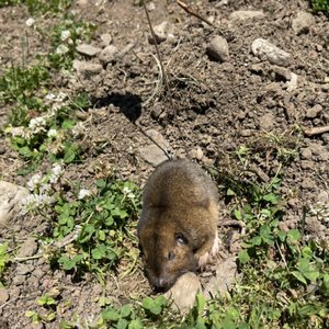 THE GOPHER GUY - Updated July 2024 - 15 Reviews - Moss Beach ...