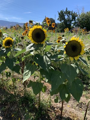 FERRARI FARMS - 103 Photos & 39 Reviews - 4701 Mill St, Reno, NV - Yelp