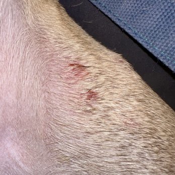 HYDE BARK - Updated May 2024 - 240 Photos & 36 Reviews - 5508 S Lake Park Ave, Chicago, Illinois ...