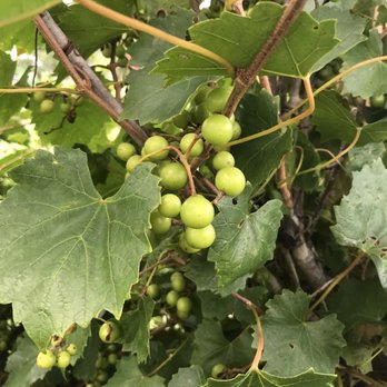 GRAPEFULL SISTERS VINEYARD - Updated August 2025 - 16 Photos & 16 ...