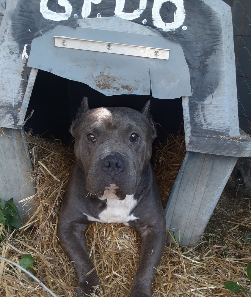 GREATER FLINT DOG OUTREACH & RESCUE - Updated August 2024 - 13 Photos ...