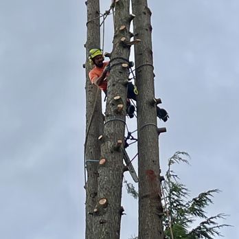 SEATTLE TREE CARE - Updated June 2024 - 246 Photos & 111 Reviews - 4035 ...