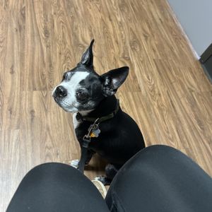 HIGH RIDGE ANIMAL HOSPITAL - Updated July 2025 - 13 Reviews - 2612 ...