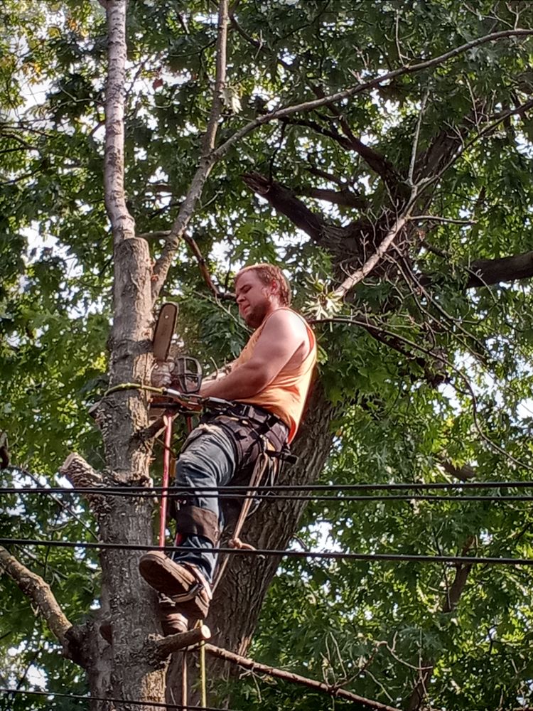 HONEST TREE CARE - Updated August 2025 - Little Falls, Minnesota - Tree ...