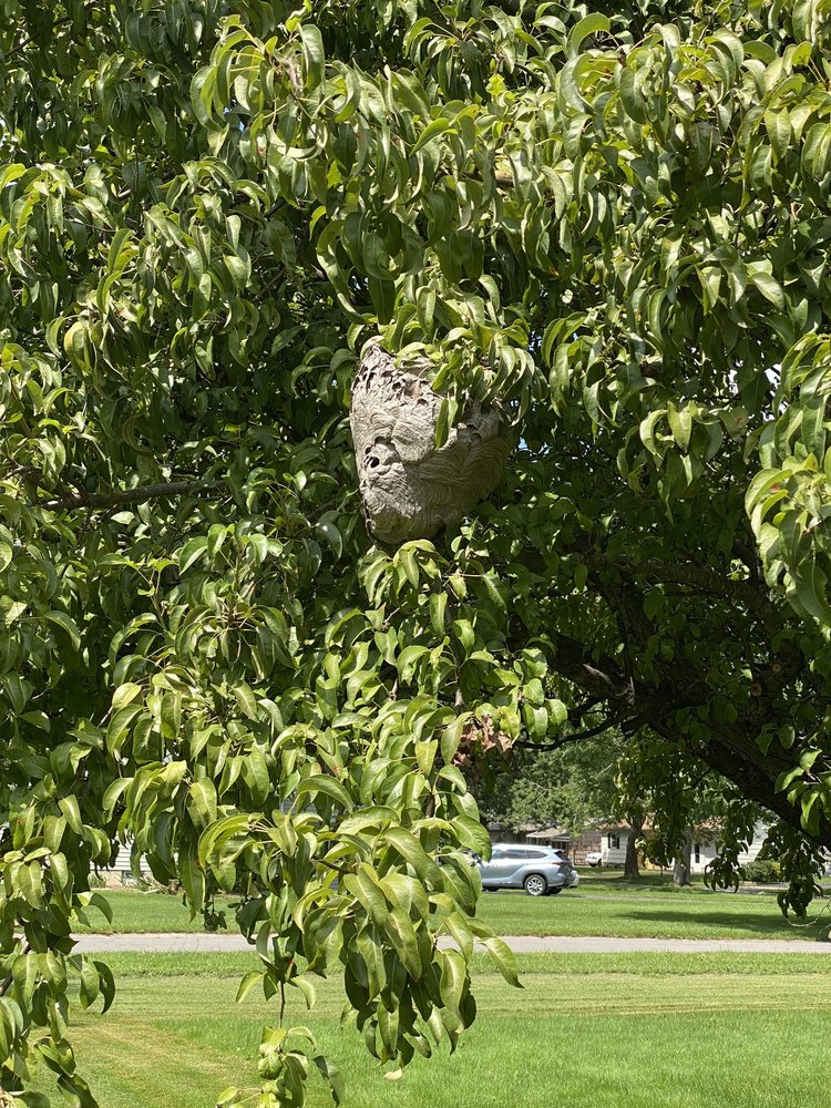 SCOTT’S PEST SOLUTIONS - Updated January 2026 - 12 Photos & 20 Reviews ...