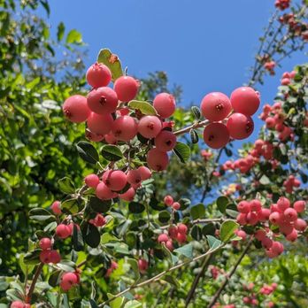 UCR BOTANIC GARDENS - Updated January 2026 - 699 Photos & 136 Reviews ...