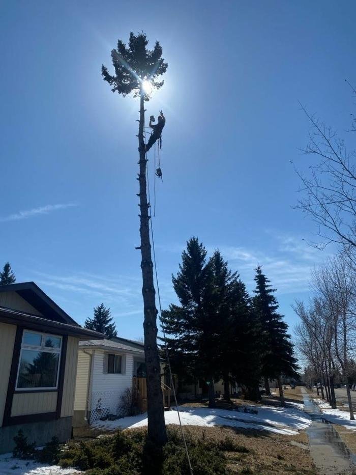 BBC TREE WORX - Updated June 2024 - Prince George, British Columbia ...