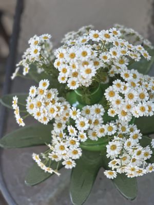 SHANA NELSON - STATE FARM INSURANCE AGENT - Updated December 2025 - 137 ...