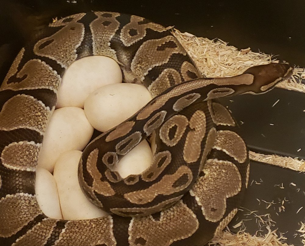 WINDSOR’S BALL PYTHONS - 517 Billingsley Ave, Colonial Beach, Virginia ...