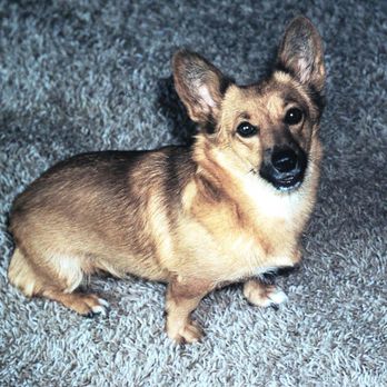 MSPCA ANGELL - 82 Photos & 695 Reviews - 350 S Huntington Ave, Boston ...