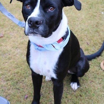 MARION COUNTY ANIMAL SERVICES - Updated December 2025 - 17 Photos & 14 ...