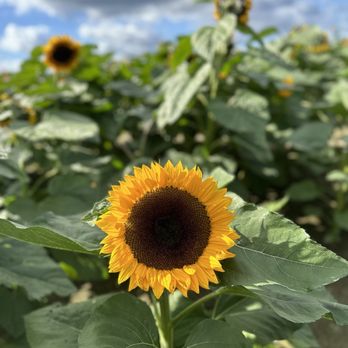 STOCKER FARMS - Updated October 2025 - 198 Photos & 133 Reviews - 8705 ...