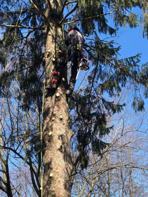 A&J TREE SERVICE - Updated December 2025 - 21 Photos - 1060 Central Ave ...