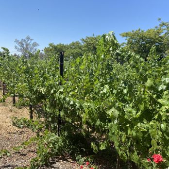 LORIMAR WINERY - Updated May 2025 - 2560 Photos & 1459 Reviews - 39990 ...