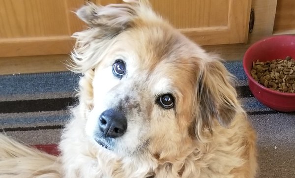 ARIZONA SMALL DOG RESCUE - Updated January 2025 - 173 Photos & 220 ...