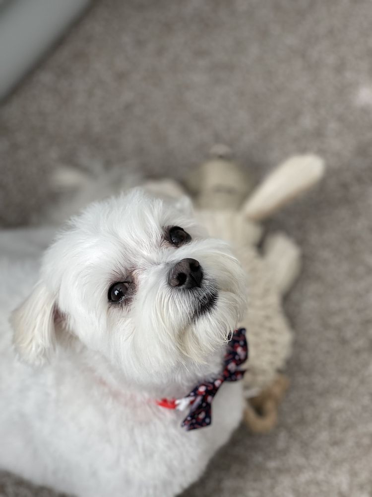 ROVER DONE OVER MOBILE PET GROOMING - Updated July 2024 - 29 Photos ...