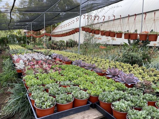 M&J NURSERY - Updated February 2025 - 44 Photos & 17 Reviews - 247 E ...