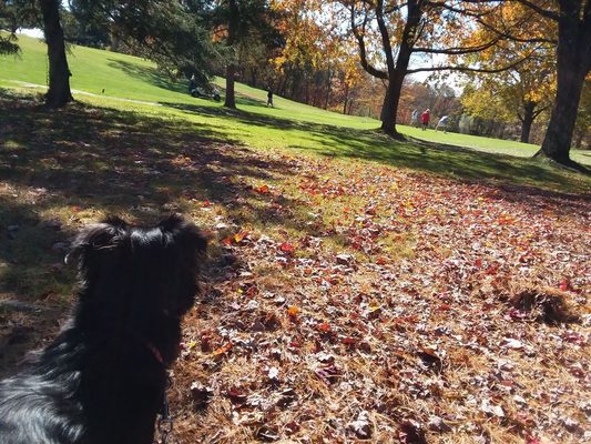 HI LEVEL GOLF COURSE - Updated December 2025 - 11 Photos - 148 High ...