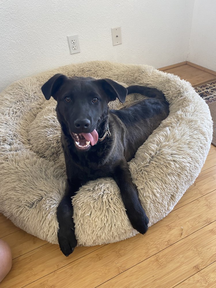 ARIZONA DESERT ROTTI & PALS RESCUE - Updated September 2025 - 13 ...