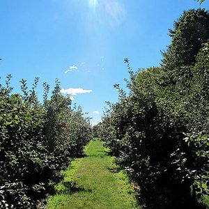 BOLTON SPRING FARM - Updated November 2025 - 68 Photos & 62 Reviews ...