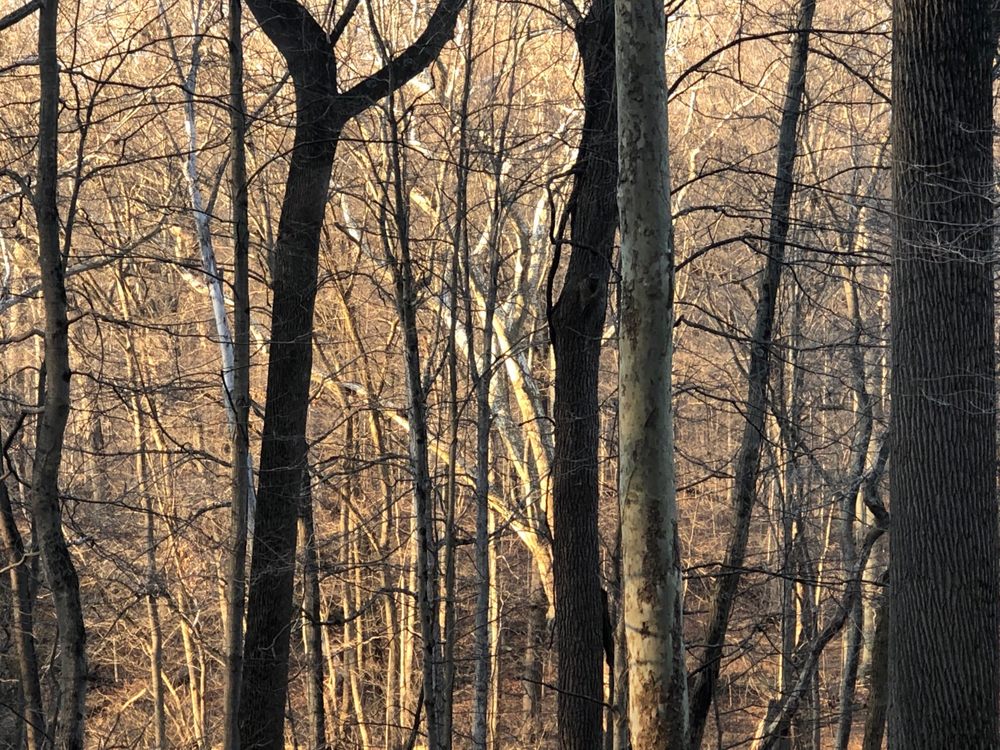 WARREN WOODS STATE PARK - Updated December 2024 - 39 Photos - Elm ...