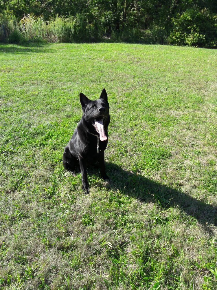 COMPLETE K9 - Updated May 2024 - Request Consultation - Philadelphia ...