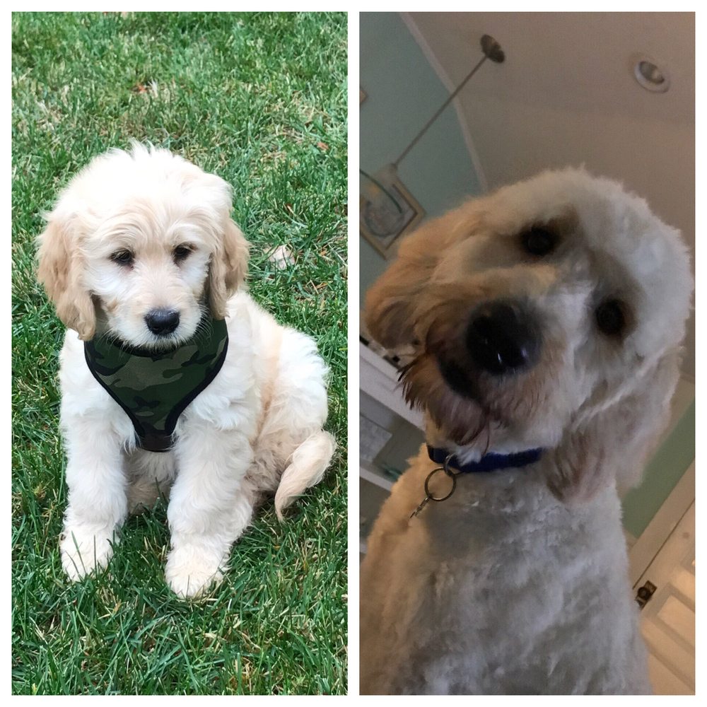 American Goldendoodle - 2019 All You Need to Know BEFORE You Go (with ...