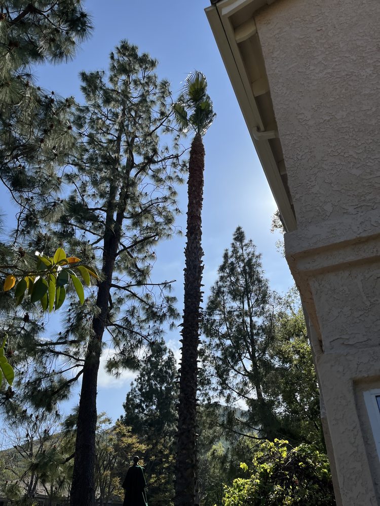 GASPAR’S TREE SERVICE - Updated November 2025 - 11 Reviews - Oxnard ...
