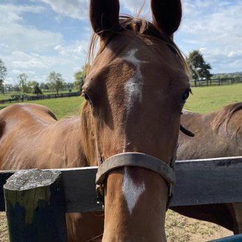 MILL RIDGE FARM - Updated October 2025 - 73 Photos & 16 Reviews - 2800 ...