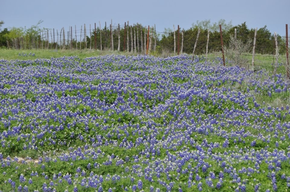 DALE RIVER RANCH - Updated July 2025 - 5343 Farm To Market 4, Palo ...