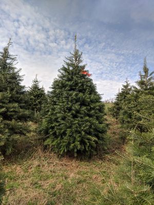 HINTON PRIMITIVES - Updated December 2025 - 9832 Stump Rd, Minerva ...