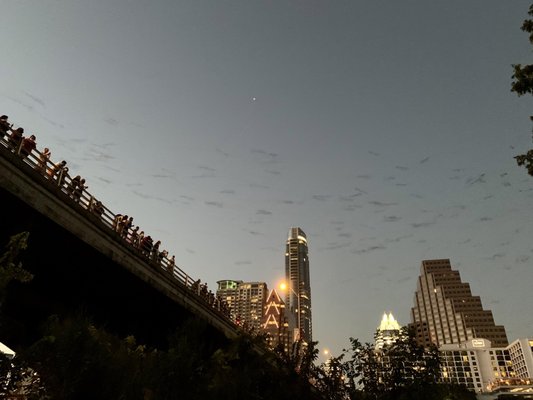 BATS UNDER THE CONGRESS AVENUE BRIDGE - 742 Photos & 505 Reviews - 100 ...