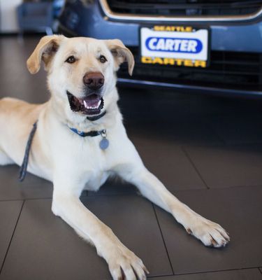 CARTER SUBARU SHORELINE - Updated January 2026 - 206 Photos & 526 ...