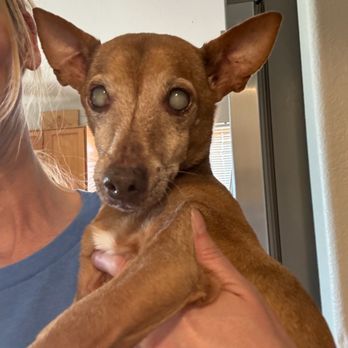 PAWGO - Updated June 2024 - 89 Photos & 140 Reviews - 46 W Hatcher Rd ...