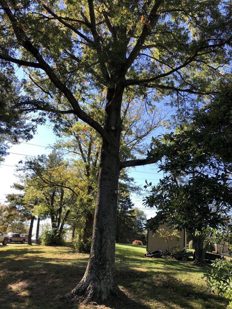 DEPENDABLE TREE SERVICE - Updated July 2025 - Alexandria, Kentucky ...