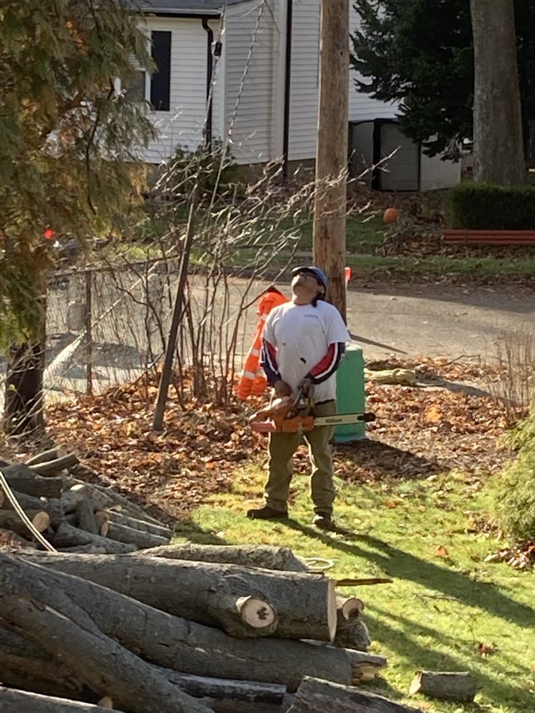 TURNER TREE SERVICE - Updated December 2024 - 19 Photos & 14 Reviews ...