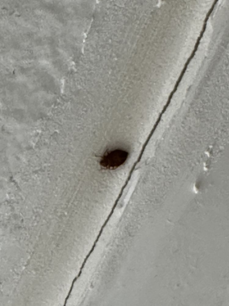 ORANGE TERRACE APARTMENTS - Updated October 2025 - 1255 N Orange Dr ...