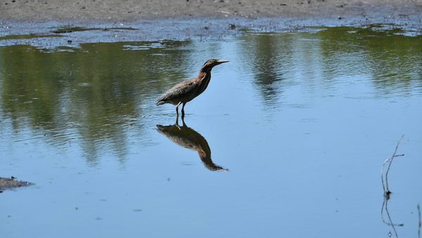 TULE PONDS AT TYSON LAGOON WETLAND CENTER - Updated October 2025 - 29 ...