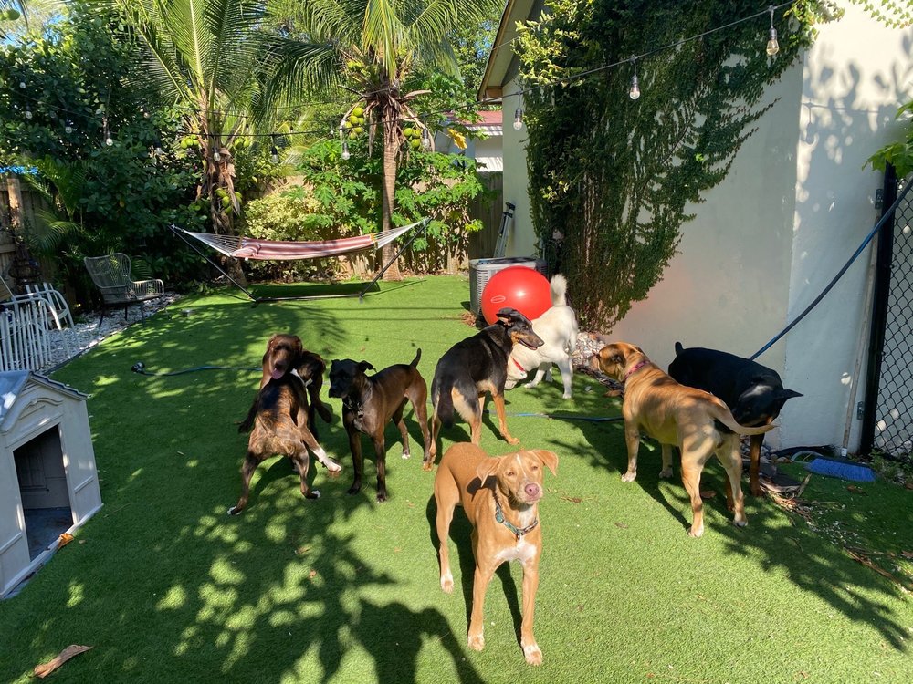 GROVE PET CARE - Updated September 2025 - 30 Photos - 3300 Plaza St ...