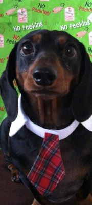 ANIMAL EMERGENCY HOSPITAL OF THE STRAND - Updated August 2025 - 30 ...