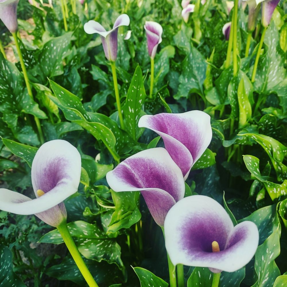 CAMPESINA FLOWERS - Updated August 2025 - 12 Photos - 525 Guadalupe Rd ...